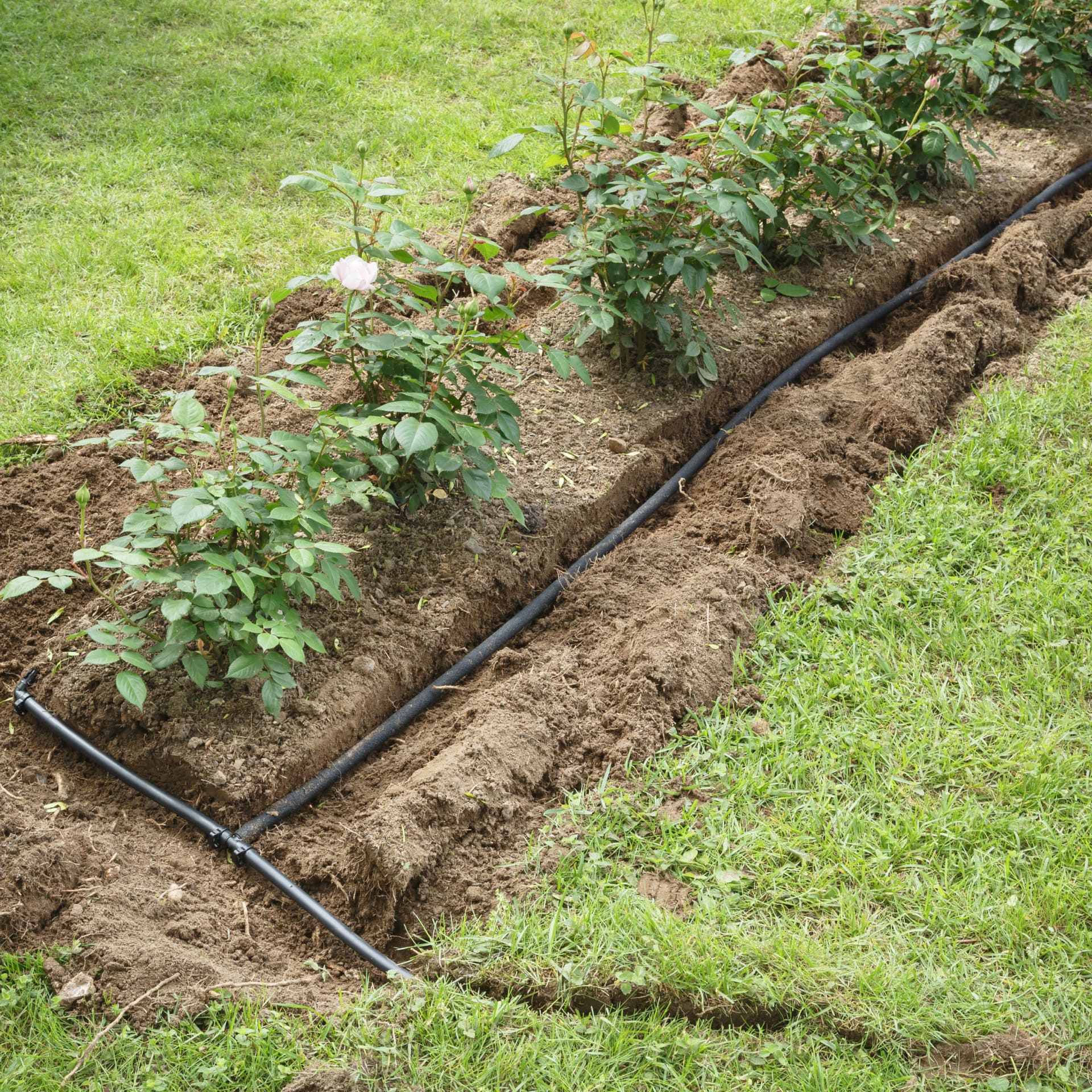 Watering your lawn: The Importance of your Garden Sprinkler | MOOWY