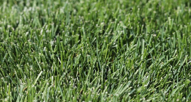 Grass seed types store