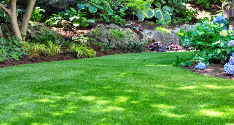 How to Improve Your Lawn in a Shaded Garden Complete Guide MOOWY