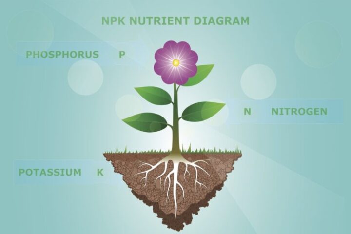 A Complete Guide to NPK fertilisers: what does it mean and what does it ...