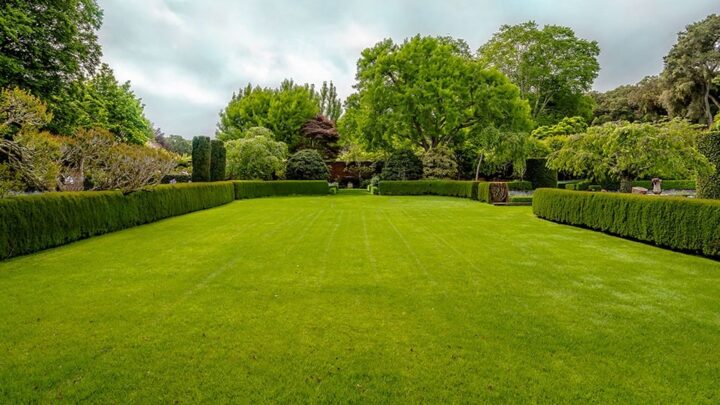 Pruning conifers: when, why and how? | MOOWY