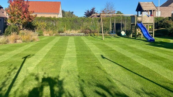 The Ultimate Guide to Lawn Scarification | MOOWY