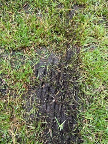 My Lawn Renovation, Part 2: Scarifying and Overseeding | MOOWY