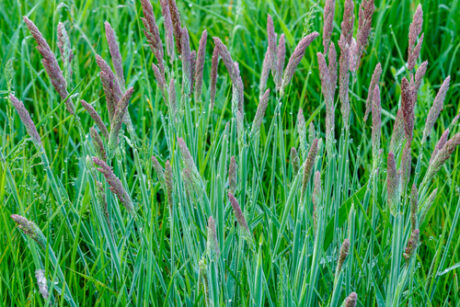 Weed grasses in your lawn: how to identify & get rid of them? | MOOWY