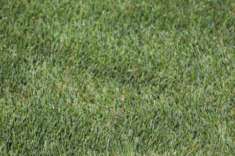 The most common types of grass in the UK | MOOWY