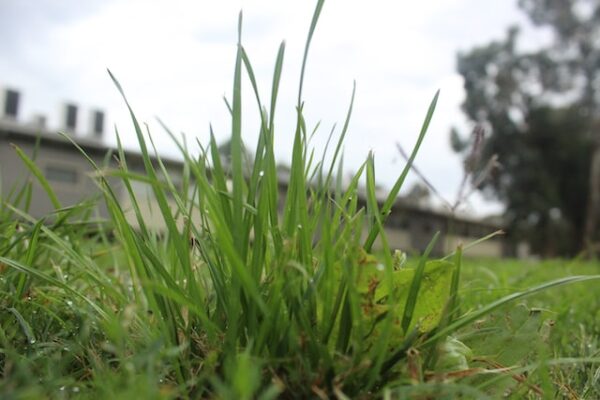 The most common types of grass in the UK | MOOWY