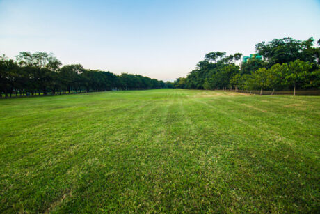 The most common types of grass in the UK | MOOWY