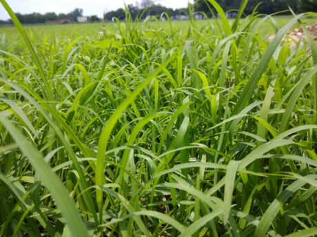 The most common types of grass in the UK | MOOWY