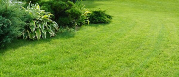 Everything You Need to Know About Lawn Sanding | MOOWY