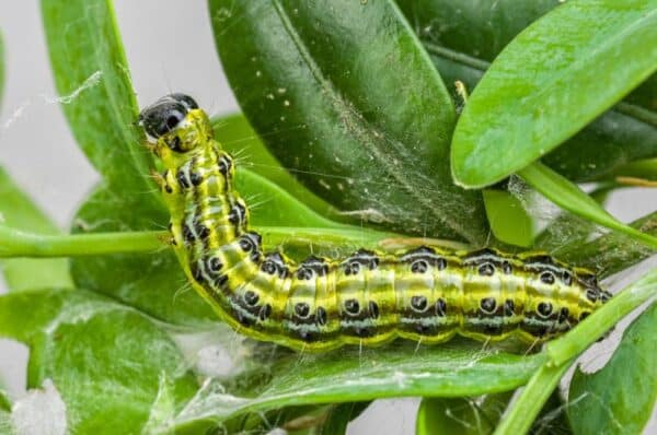 Identify, fight prevent the box caterpillar in your garden | MOOWY