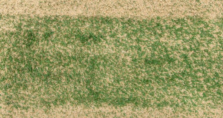 Lawn sand store