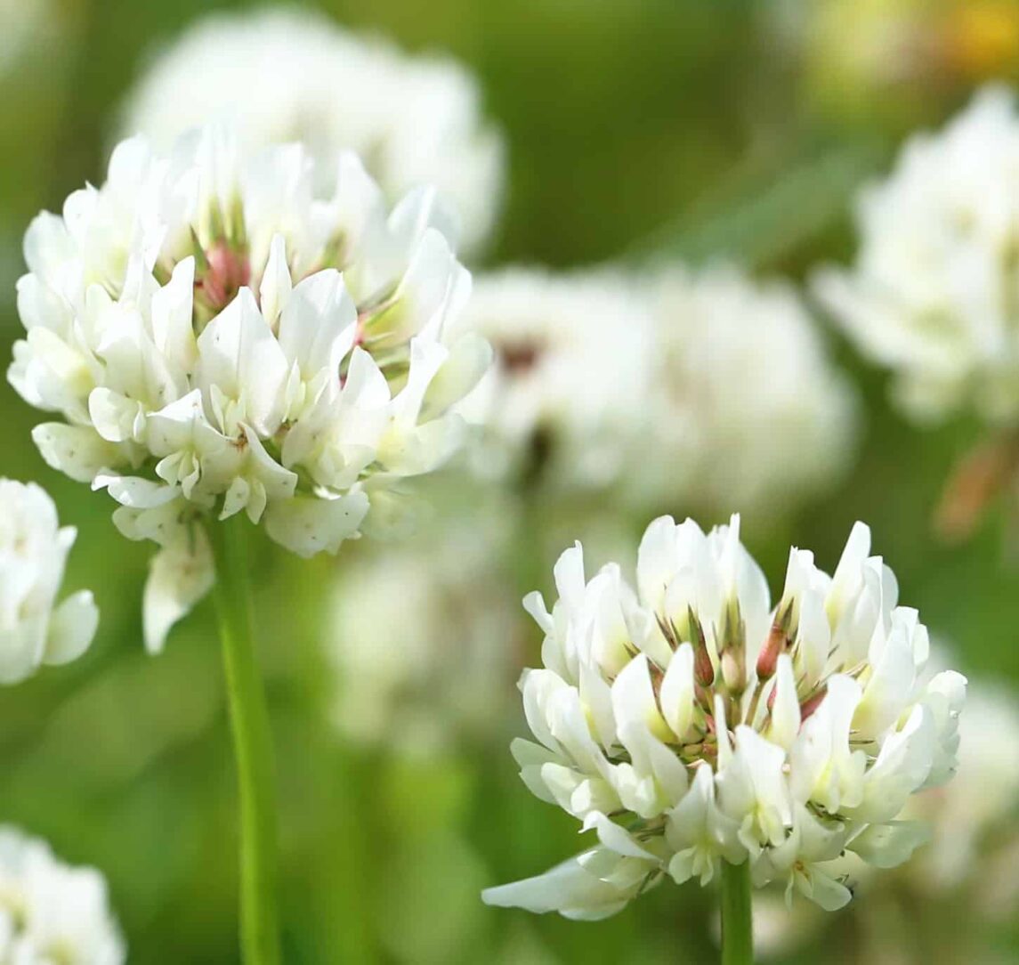 The 10 most frequently asked questions about grass | MOOWY