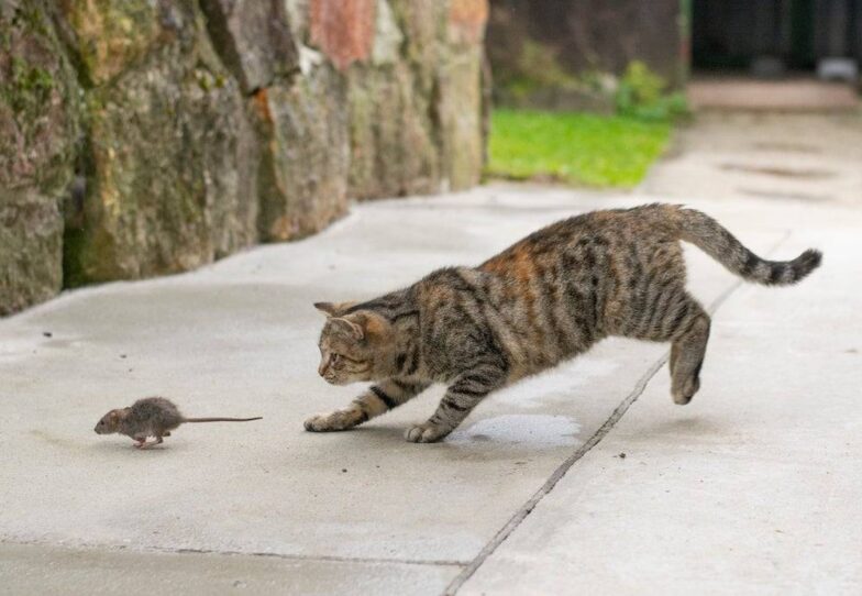 Recognising and controlling voles in the garden | MOOWY