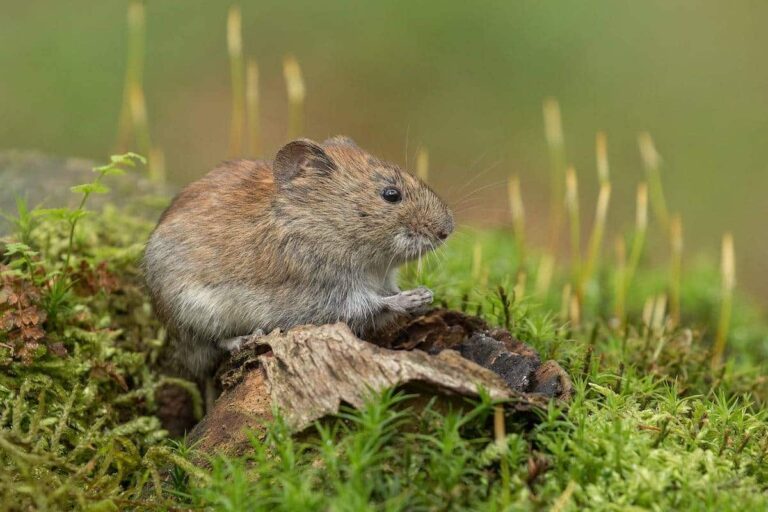 Recognising and controlling voles in the garden | MOOWY