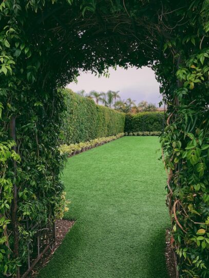 The Ultimate Guide to Fertilising Hedges | MOOWY UK