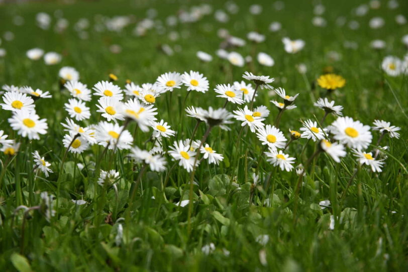 Recognising Common Garden Weeds in the UK | MOOWY