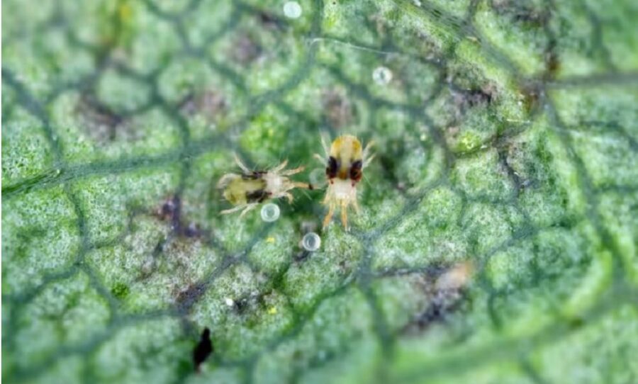 Spider Mites: Prevention, Control, and Treatment | MOOWY