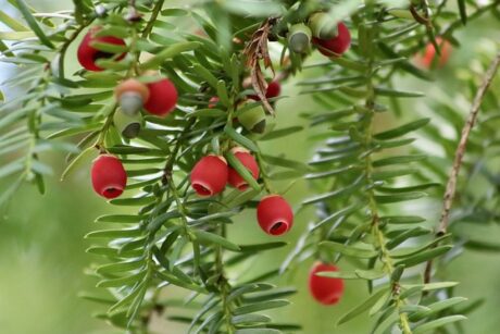 Yew Pruning Guide: Tips for Shaping Yew Hedges | MOOWY