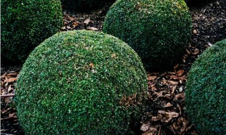 When to trim your box hedge — when, why & how! | MOOWY