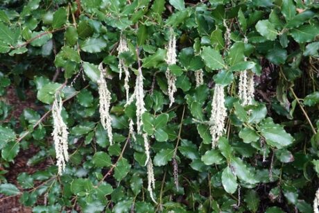 Top 20 Evergreen Climbers | MOOWY