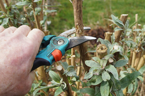 Butterfly bush cuttings: tips and step-by-step plan | MOOWY