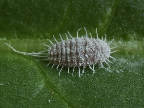 How to Prevent and Control Mealybugs on your Plants | MOOWY