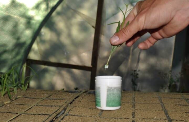 Lavender Cuttings: a step-by-step guide | MOOWY