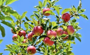 Pruning Apple Trees — A Step-by-Step Guide | MOOWY