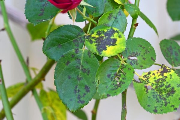 How to Prevent & Treat Black Spot on Roses | MOOWY
