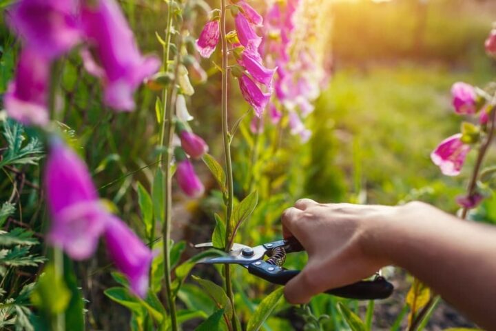 How to Grow & Care for Foxglove Plants | MOOWY
