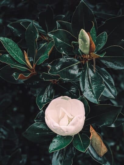 Pruning your Magnolia Tree: Why, Why, & How? | MOOWY