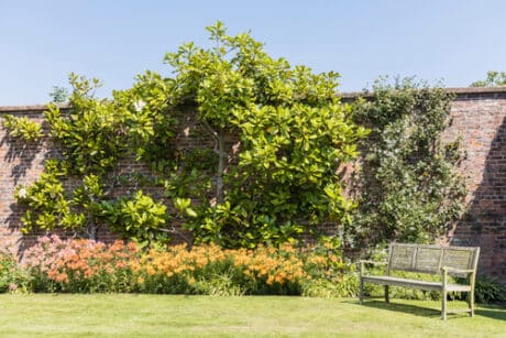 Pruning your Magnolia Tree: Why, Why, & How? | MOOWY