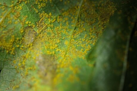 How To Identify, Control & Prevent Rust Fungus | MOOWY