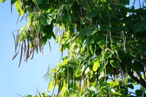 A Pruning Guide for the Catalpa: When, Why & How? | MOOWY