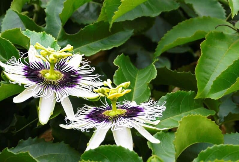 How to Plant, Grow and Care for Passion Flower | MOOWY