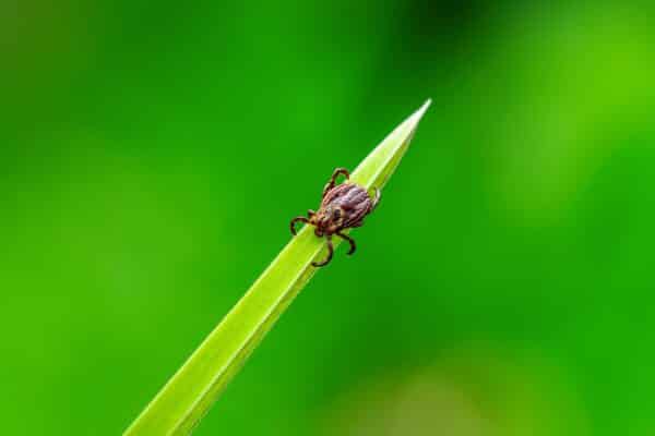 How To Get Rid of Ticks in the Garden | MOOWY