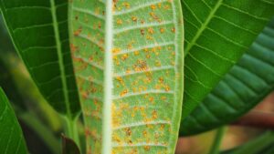 How to Grow and Care for Plumeria (Frangipani) | MOOWY