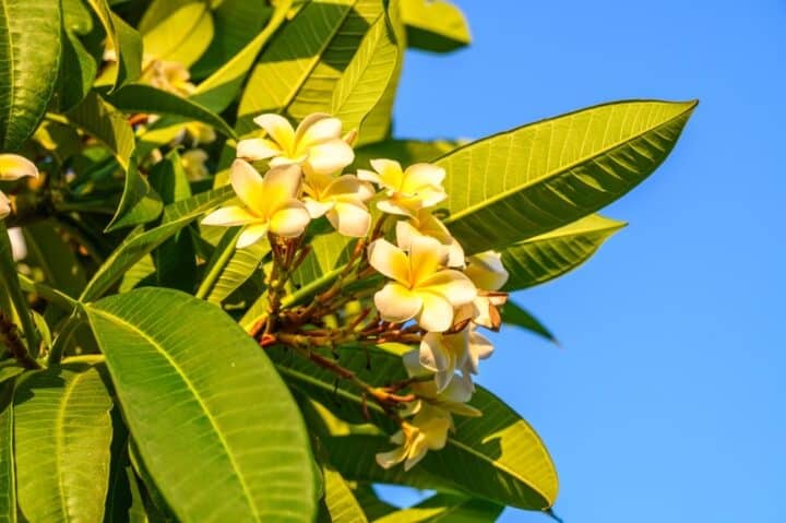How to Grow and Care for Plumeria (Frangipani) | MOOWY