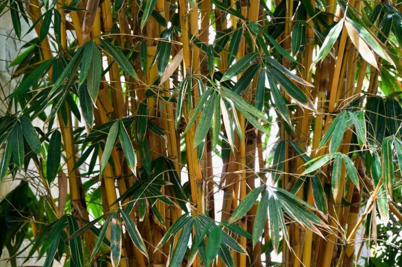 How to Grow and Care for Bamboo Plants | MOOWY