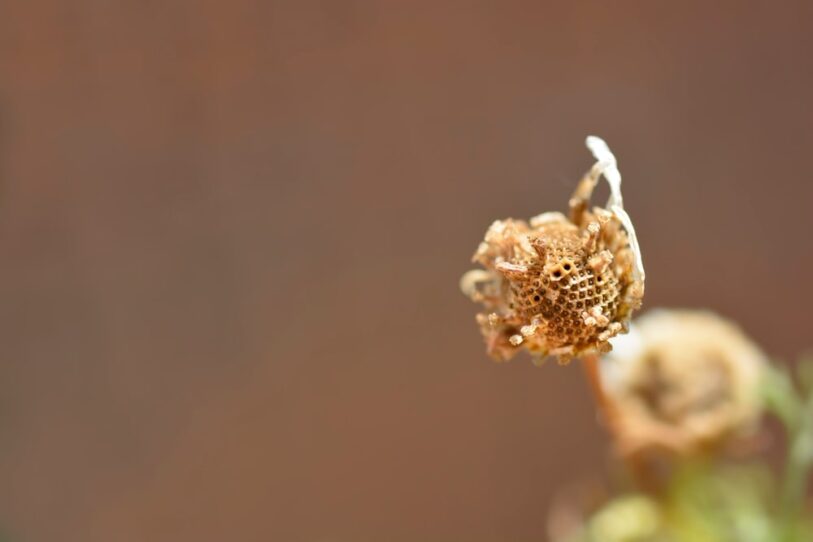How to Grow a Chamomile Lawn Successfully | MOOWY