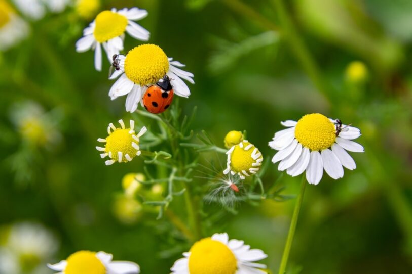 How to Grow a Chamomile Lawn Successfully | MOOWY