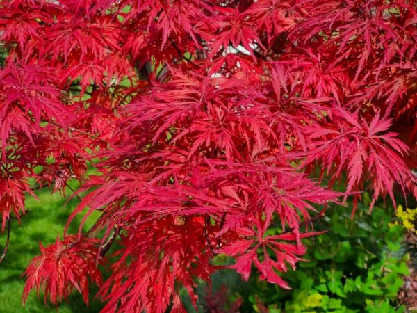 How to Care for A Japanese Maple (Acer Palmatum) | MOOWY
