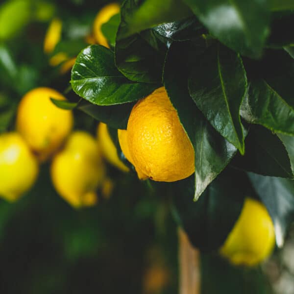 How to Grow and Care for A Lemon Tree | MOOWY
