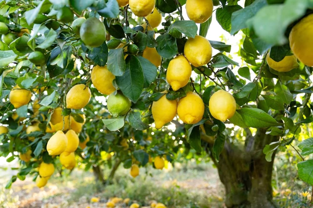 How To Grow And Care For A Lemon Tree MOOWY
