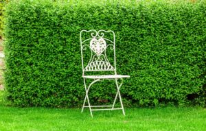 Privet Hedge Planting & Care: The Complete Guide | MOOWY