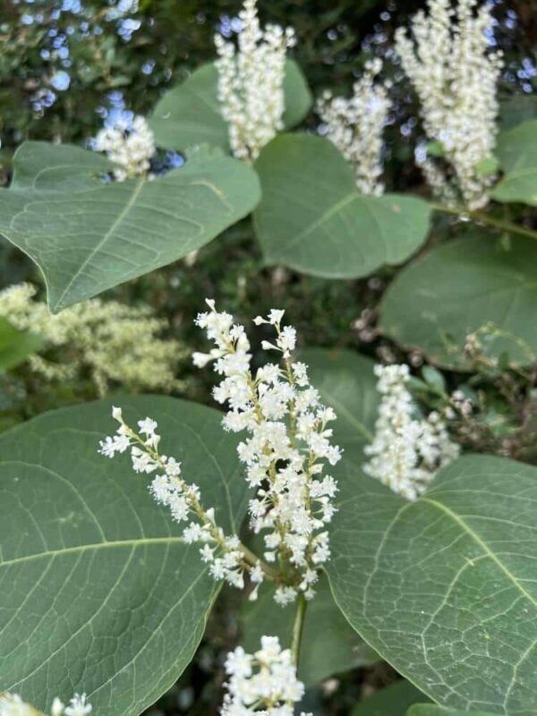 How To Get Rid of Japanese Knotweed Effectively | MOOWY