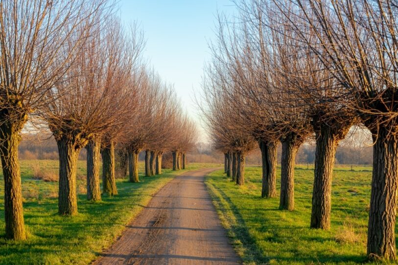 How to Master Tree Pollarding: A Practical Guide | MOOWY