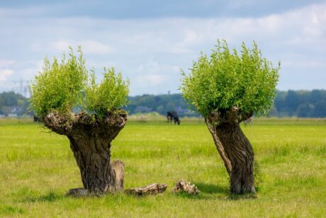 How to Master Tree Pollarding: A Practical Guide | MOOWY