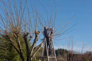 How to Master Tree Pollarding: A Practical Guide | MOOWY