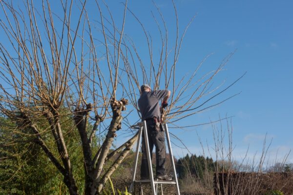How to Master Tree Pollarding: A Practical Guide | MOOWY